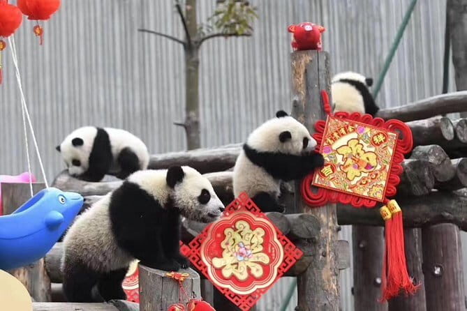 Chengdu Kung Fu Panda Tour Tai Chi, Martial Arts and Panda Base - Who This Tour Is Best For