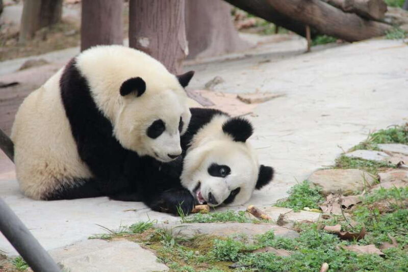 Chengdu: Leshan Buddha Optional Tours w/ Transfer or Guide - The Leshan Giant Buddha: A Majestic Wonder