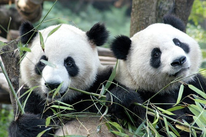 Chengdu Night Cruise Tour including Hotpot Dinning Experience - Price & Value