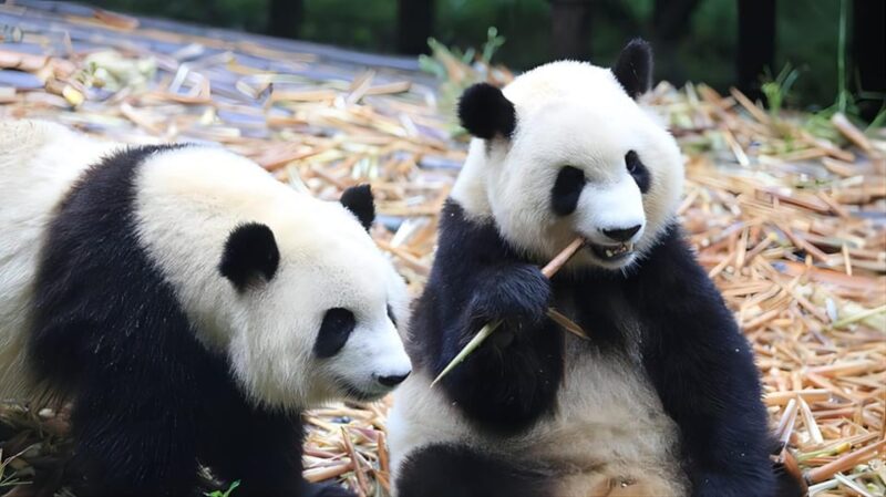 Chengdu Panda Base and Dujiangyan One-Day Private Tour - The Value of This Tour