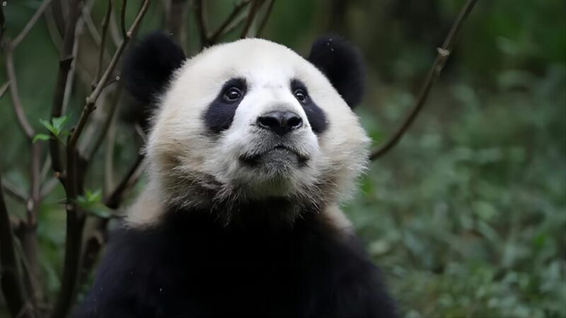 Chengdu Panda Base and Dujiangyan One-Day Private Tour - The Sum Up