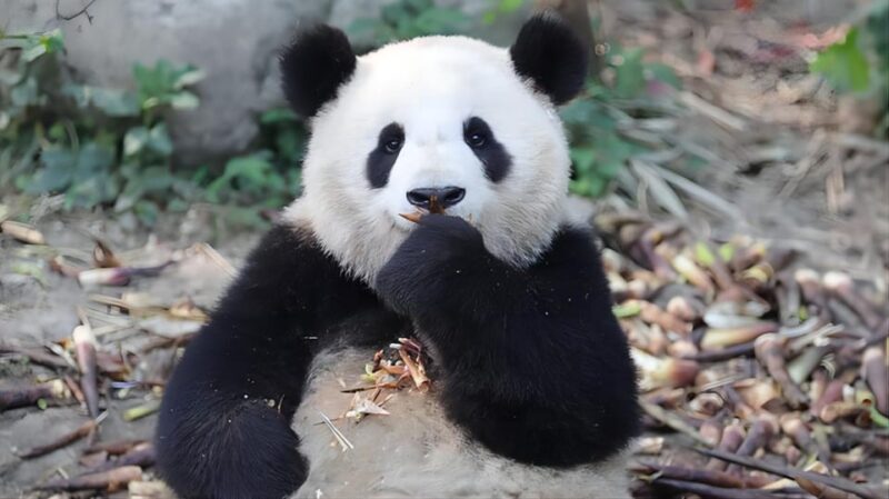 Chengdu Panda Base and Dujiangyan One-Day Private Tour - FAQ