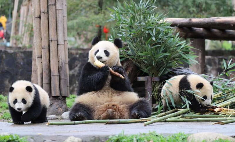 Chengdu: Panda Base and Leshan Giant Buddha Day Tour - FAQ