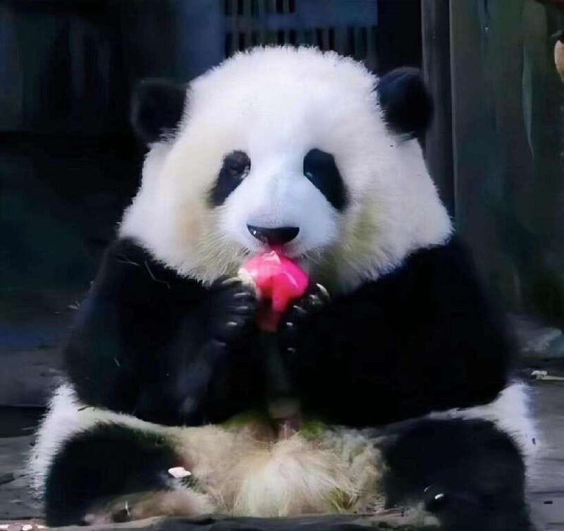 Chengdu Panda Base and Leshan Giant Buddha One-Day Tour - An In-Depth Breakdown of the Itinerary