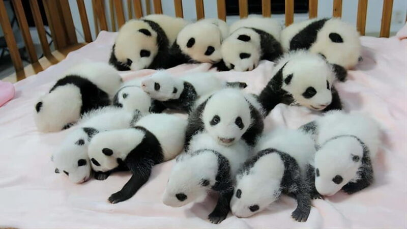 Chengdu Panda Base and Leshan Giant Buddha One-Day Tour - What Makes This Tour Stand Out