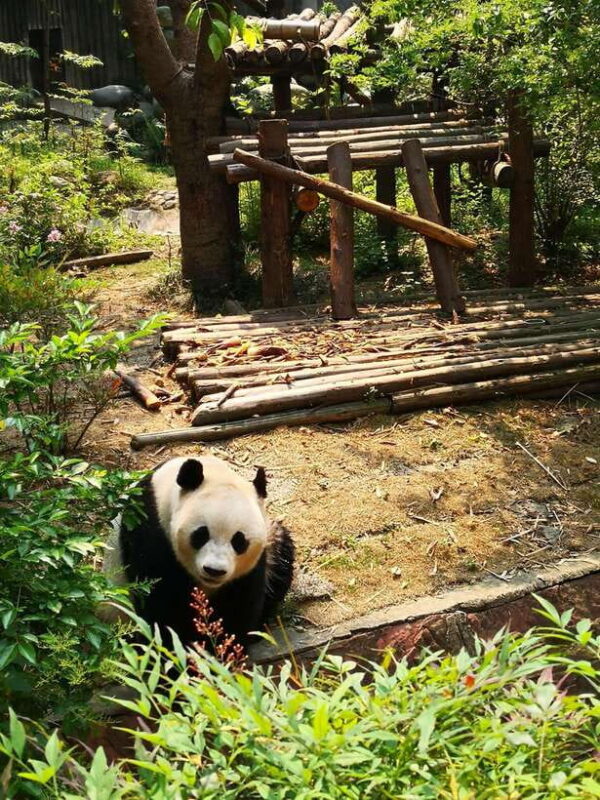 Chengdu Panda Base and Leshan Giant Buddha One-Day Tour - Final Thoughts