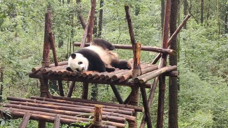 Chengdu Panda Base and Leshan Giant Buddha One-Day Tour - FAQs
