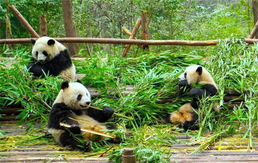 Chengdu Panda Base and Luodai Ancient Town One-Day Tour - Morning at Chengdu Panda Base