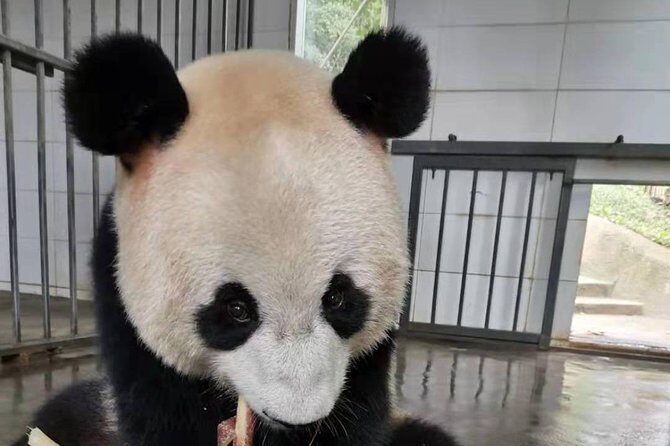 Chengdu Panda Base and Sanxingdui Museum Day Tour - Who Will Love This Tour?