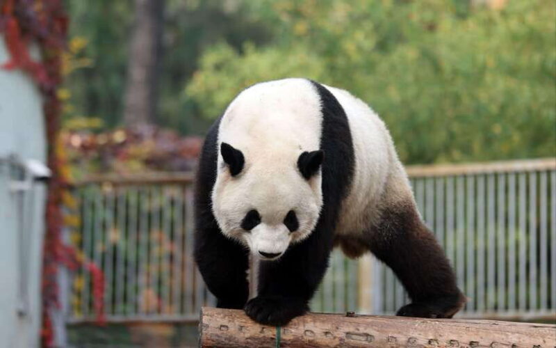 Chengdu: Panda Base Half Day Group Tour - Key Points
