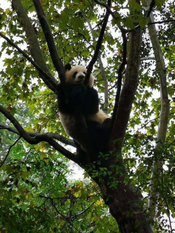 Chengdu: Panda Base Half Day Group Tour - Final Thoughts: Is This Tour Right for You?