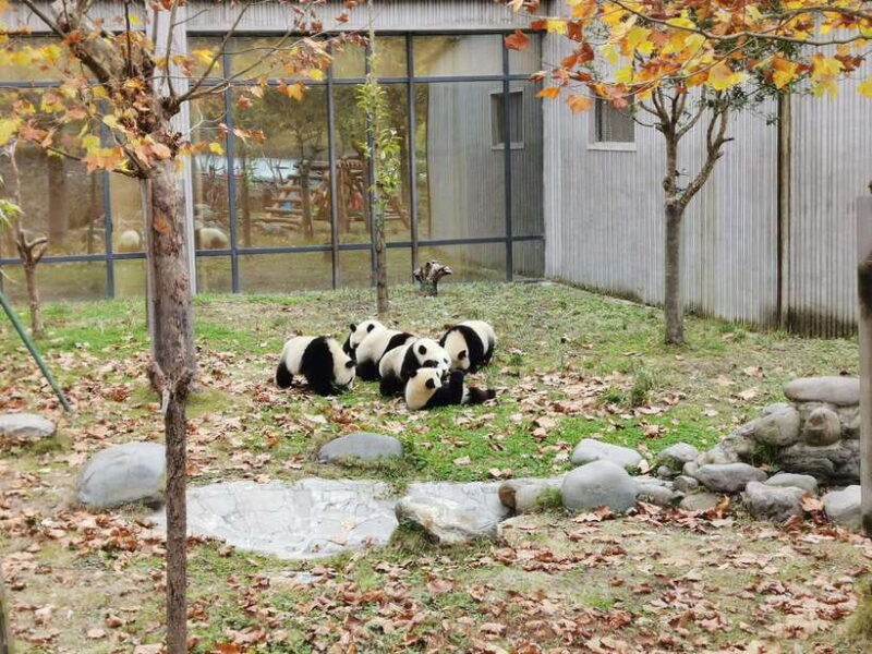 Chengdu: Panda Base Half Day Group Tour - FAQ: Practical Questions about the Chengdu Panda Base Half-Day Tour