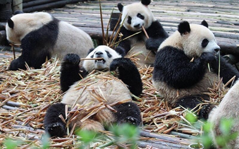 Chengdu panda base half day tour - FAQs