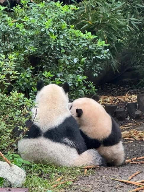 Chengdu: Panda Base/Leshan Buddha/Emei/City Day Tour-Options - Authentic Experiences and Hidden Gems