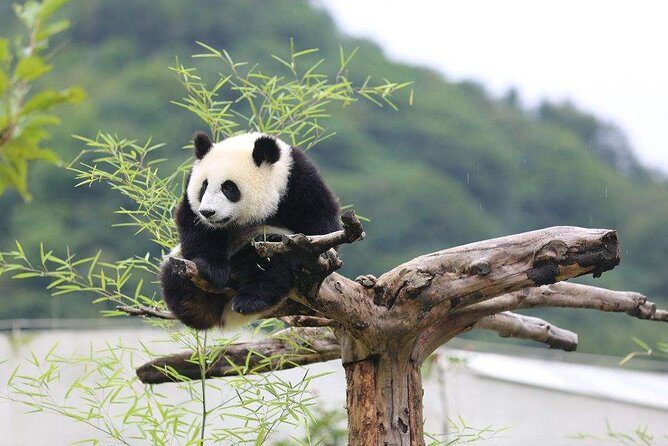 Chengdu: Panda Base Leshan Buddha English-guided Group Tour - The Bottom Line