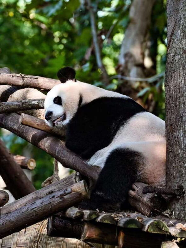 Chengdu Panda Base & Sanxingdui Museum One Day Private Tour - In-Depth Look at the Itinerary