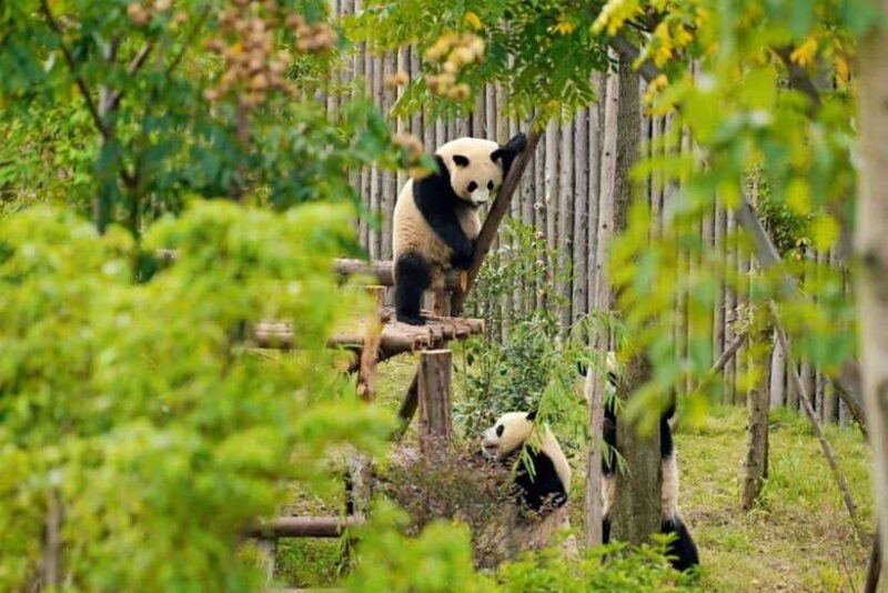 Chengdu Panda Base & Sanxingdui Museum One Day Private Tour - FAQ