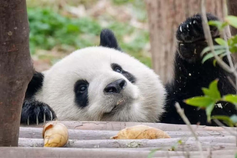 Chengdu: Panda Base, Sichuan Cuisine Museum, & Cooking Class - Who Should Consider This Tour?
