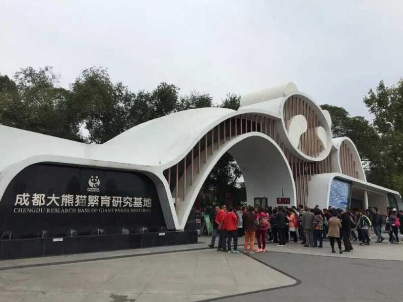 Chengdu: Panda Base Tour/Ticket Only Option - Who This Tour Is Best For