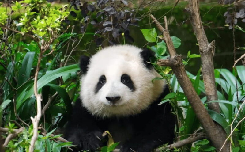 Chengdu: Panda Base Tour/Ticket Only Option - Frequently Asked Questions
