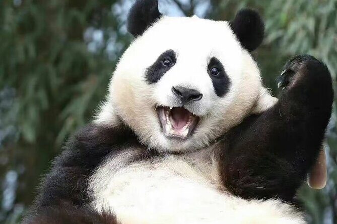 Chengdu Panda Base visit Sichuan cuisine learning experience - End of Day: Safe Return and Reflection