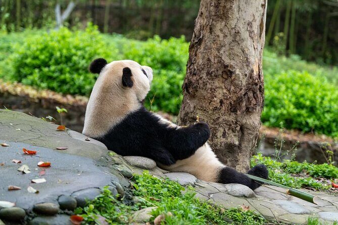 Chengdu Panda Base visit Sichuan cuisine learning experience - Price and Value: Does It Add Up?