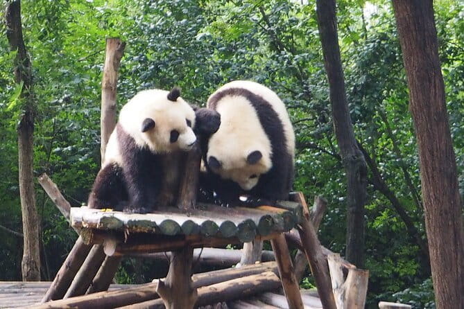 Chengdu Panda Breeding Base Ticket w/ Optional Transfer or Guide - Engaging the Heart of Chengdu’s Pandas: A Practical Review of the Panda Breeding Base Tour