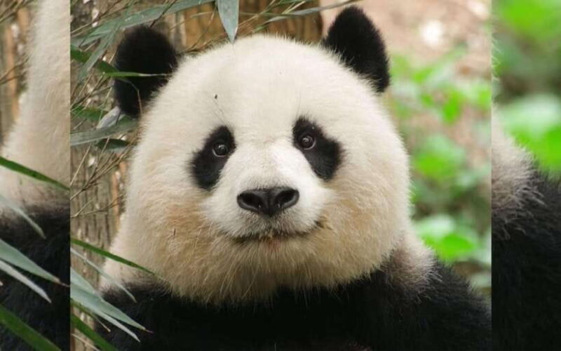 Chengdu: Panda Breeding Base Tickets Booking - The Value of This Experience