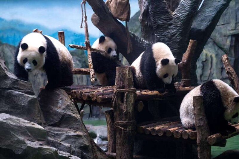 Chengdu: Panda Breeding Base Tickets Booking - Who Should Book This Tour?