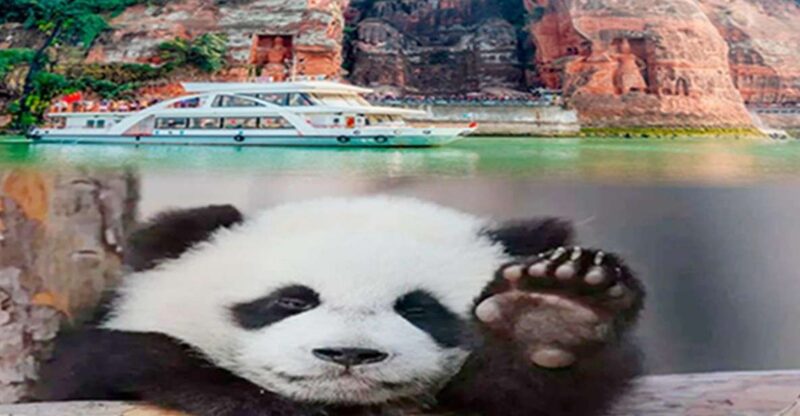 Chengdu panda & Leshan Buddha One Day Private Tour - What Makes This Tour a Value