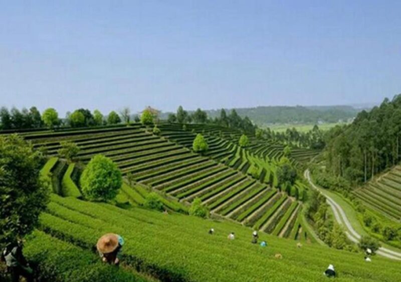 Chengdu panda & Leshan Buddha One Day Private Tour - Who Is This Tour Best For?