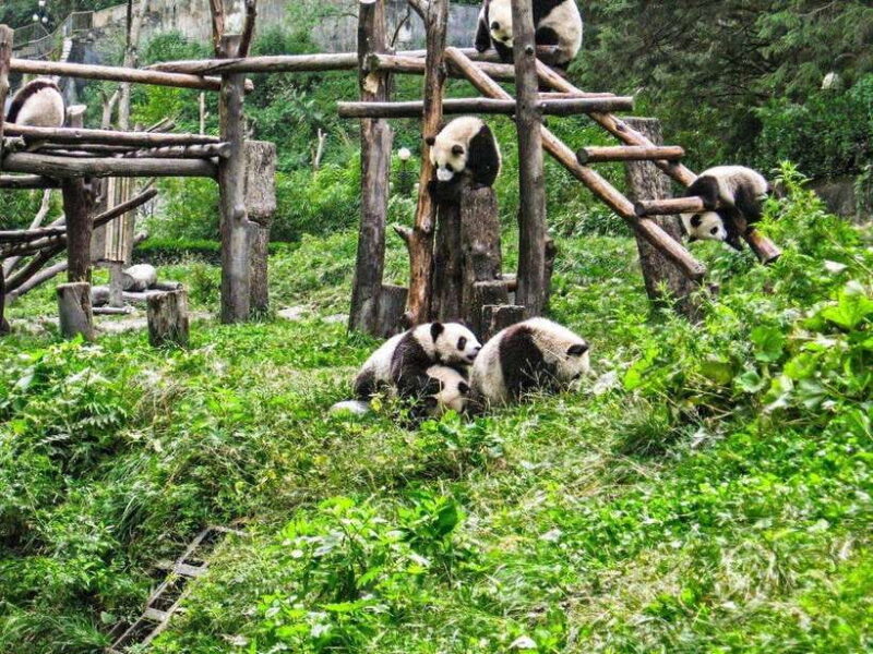 Chengdu: Panda Research Base Ticket or Private Transfer Tour - The Sum Up