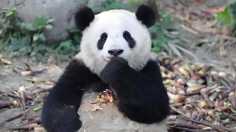 Chengdu: Panda Research Base Ticket or Volunteer Day Trip - What the Reviews Tell Us