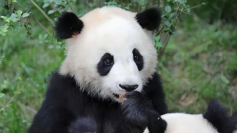 Chengdu: Panda Research Base Ticket or Volunteer Day Trip - Who Will Benefit Most from This Tour?