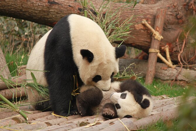 Chengdu Panda Research Base Tickets And Optional Private Tour - FAQ