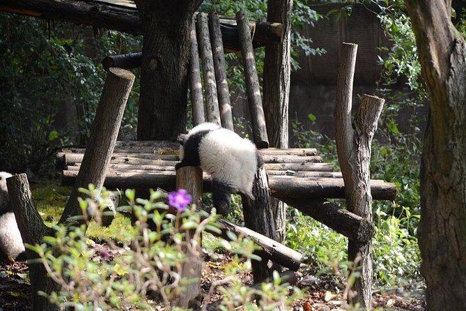 Chengdu Panda Tour and Taste Spicy Hotpot - Authenticity and Value