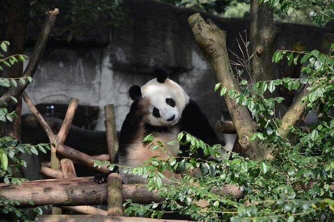 Chengdu Panda Tour and Taste Spicy Hotpot - The Sum Up