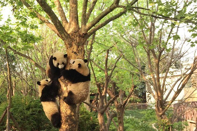 Chengdu Panda Tour with Flexible Afternoon Sightseeing - Flexible Afternoon Sightseeing: Your Choice