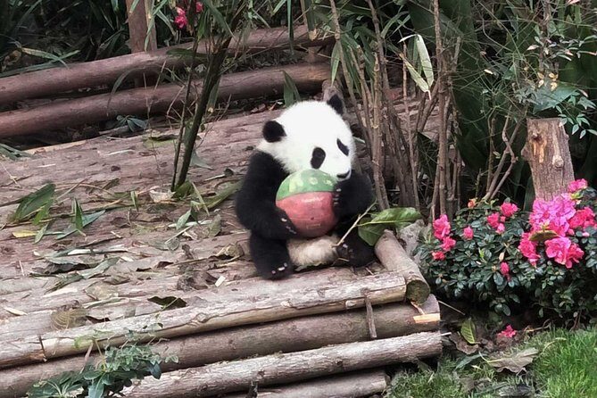 Chengdu Panda Tour with Flexible Afternoon Sightseeing - How the Itinerary Breaks Down