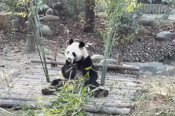 Chengdu Panda Tour with Flexible Afternoon Sightseeing - Transportation and Overall Value