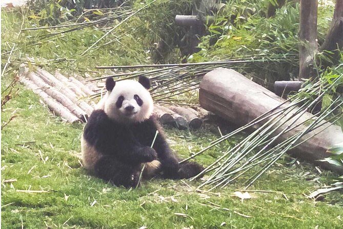 Chengdu Panda Tour with Flexible Afternoon Sightseeing - Authenticity and Traveler Experience