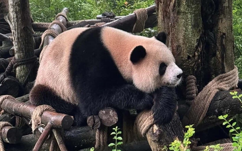 Chengdu Pandas&Dujiangyan Private Tour with Blue Tears - Key Points