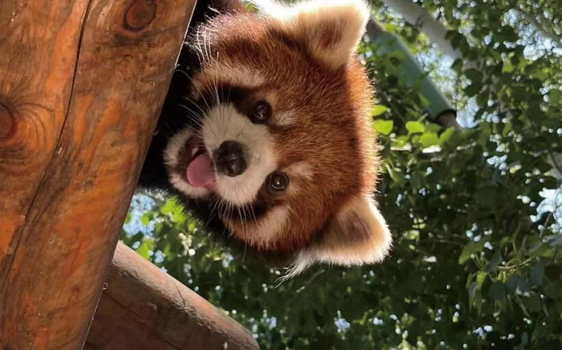 Chengdu Pandas&Dujiangyan Private Tour with Blue Tears - Lunch Break: Savor Authentic Sichuan Cuisine