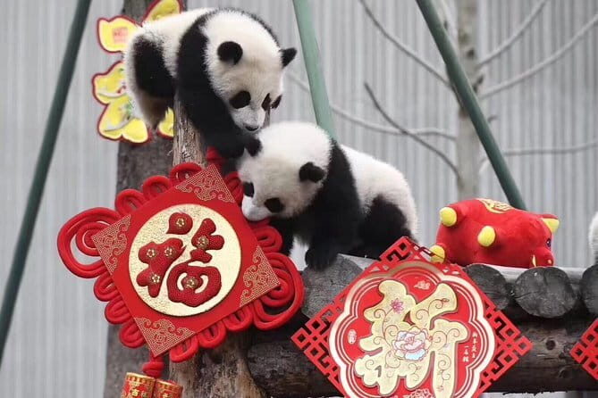 Chengdu Private Day of City Highlights and Panda Experience - Who Should Book This Tour?