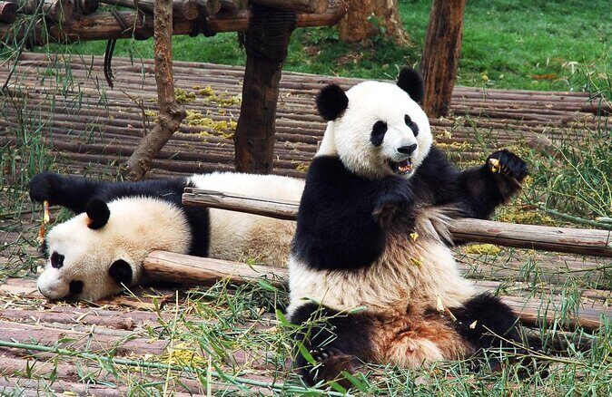Chengdu Private Day Tour: Giant Panda Base and Qingcheng Mountain - Key Points