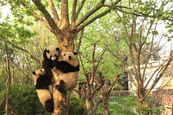Chengdu Private Day Tour: Giant Panda Base and Qingcheng Mountain - Final Thoughts