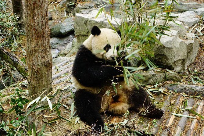 Chengdu Private Day Tour: Giant Panda Base and Qingcheng Mountain - FAQ