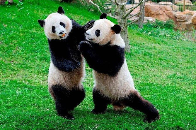Chengdu Private Day Tour to Panda Base with Optional Volunteer - An Overview of the Tour Experience