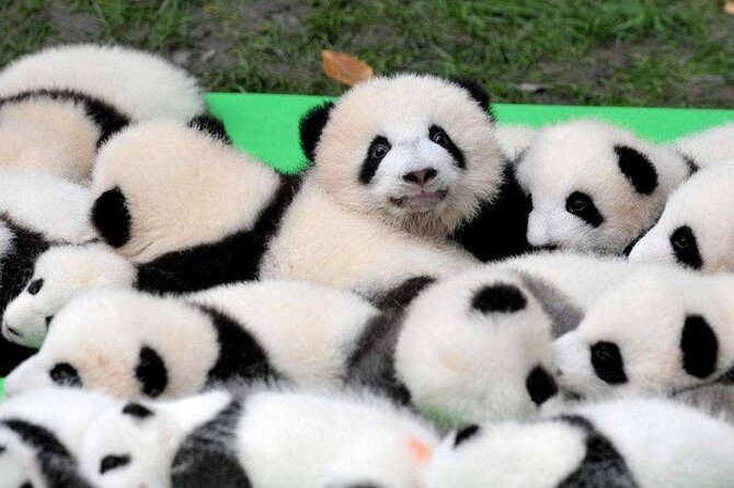 Chengdu Private Day Tour to Panda Base with Optional Volunteer - What Makes This Tour Stand Out?
