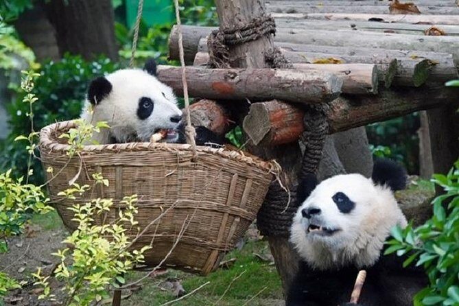 Chengdu Private Full Day Panda Breeding Center and Sanxingdui Museum Tour - A Deep Dive into the Experience